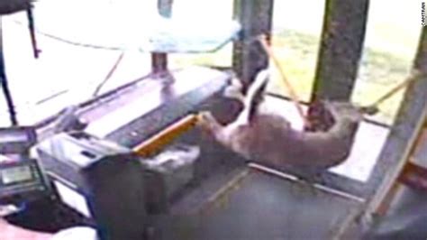 Opinion Killing Deer To Make Our Lives Easier Cnn