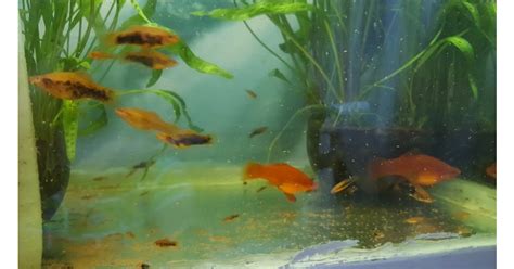 Pesti Xipho Acvariu Arhiva Okazii Ro