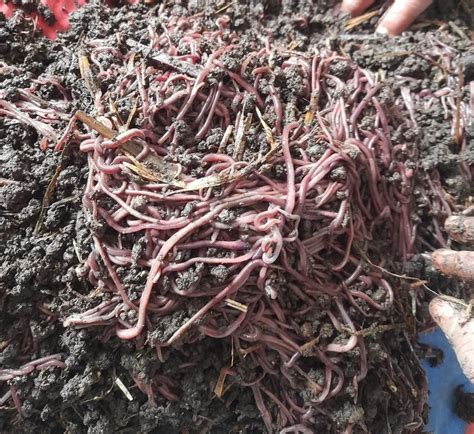 Live Earthworms Vermicompost At Rs 18 Kg In Deori Id 2850901719733