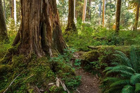 Preserving Trees During Construction Best Practices And Techniques