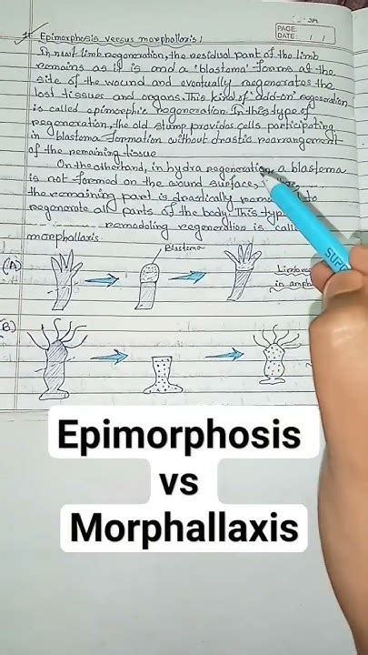Difference Between Morphallaxis And Epimorphosis Biology Ytshorts