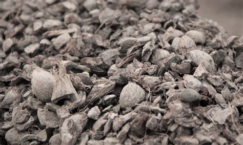 palm kernel shells as biomass resource