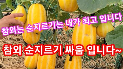 참외는 순치기 싸움 빈공간없이 미치게 달리게 참외 순치기는 내가 👍 참외재배방법참외수확시기적심순지르기 전원일기텃밭주말농장