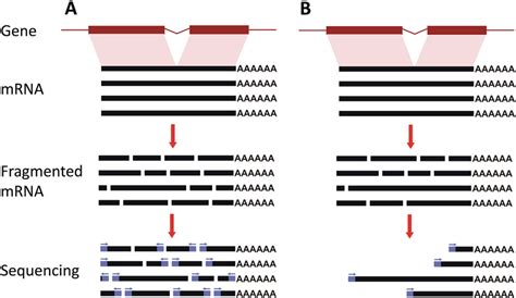 Overview Of The Methods Used To Generate The Rna Seq Libraries A In