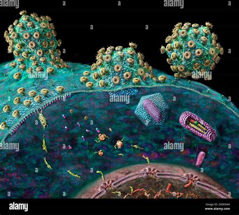 This Image May Not Be Used In Educational Posters Aids Virus Life Cycle