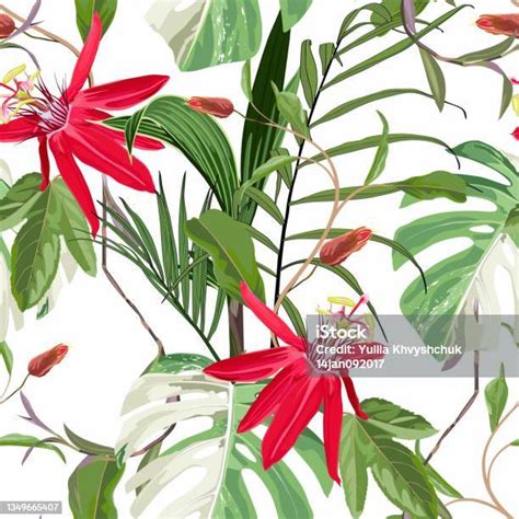 흰색 배경에 붉은 열정 꽃 싹과 야자 열대 잎 벽지 인사말 카드 웹 디자인 바우처 브로셔 및 배너 디자인에 대한 꽃꽃 0명에 대한 스톡 벡터 아트 및 기타 이미지 Istock