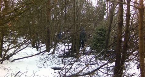 Birds And Plenty Of Pee The Tree Spy