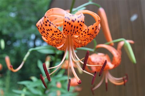 Flower Exotic Plant Free Photo On Pixabay Pixabay