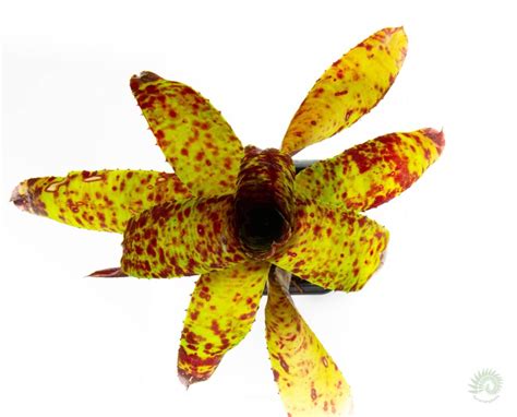 Neoregelia Olens X Java Plum Florariumplants