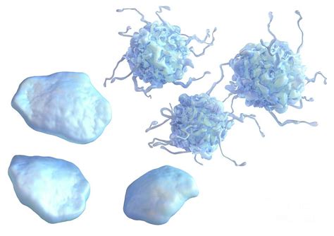 Activated And Non Activated Platelets Photograph By Maurizio De Angelis