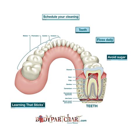 Cross Section Diagram