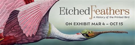 Etched Feathers A History Of The Printed Bird Tampa Bay History Center