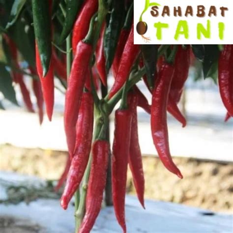 Jual Cabe Merah Besar Pilar F1 Repack 25 Biji Shopee Indonesia