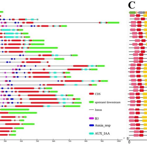 Phylogenetic Tree Gene Structures And Protein Motifs Of 35 Ptrarf