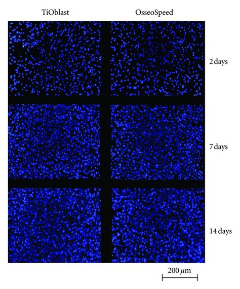 Dapi Staining Of The Nuclei 20x Of The Cell Monolayer Attached To