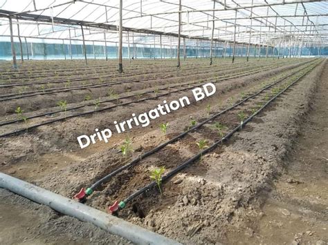 Choosing An Irrigation Method Drip Irrigation Bd Ltd Dibl