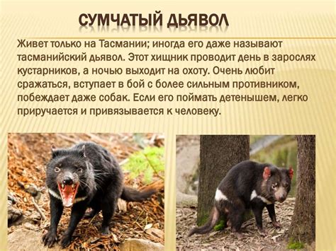 Животный и растительный мир Австралии презентация онлайн