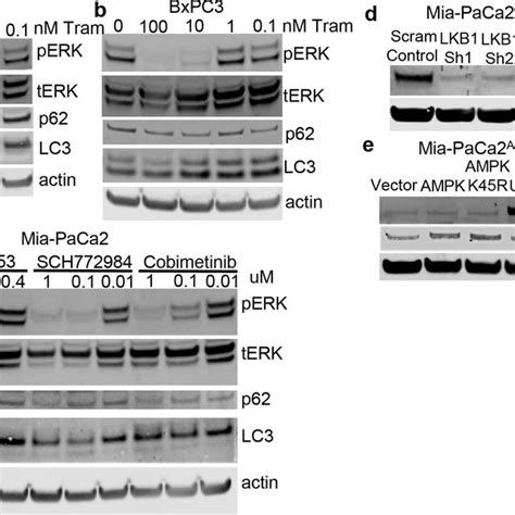Inhibition Of Ras→raf→mek→erk Signaling Pathway Induces Autophagic Flux