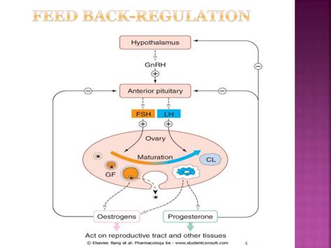PPT Sex Hormones PowerPoint Presentation Free Download ID