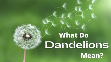 Dandelion Explained