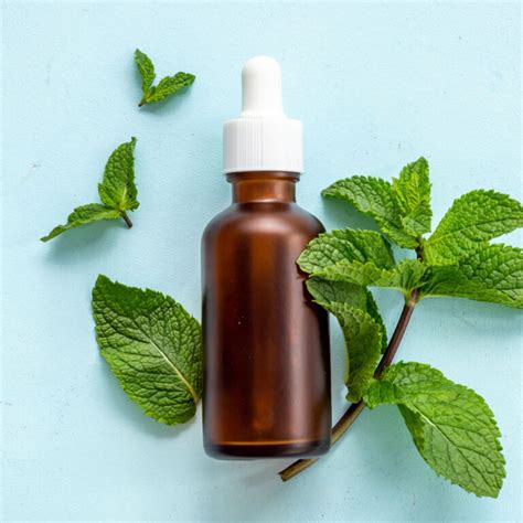 Mint Vs Menthol Whats The Difference Tecc Blog