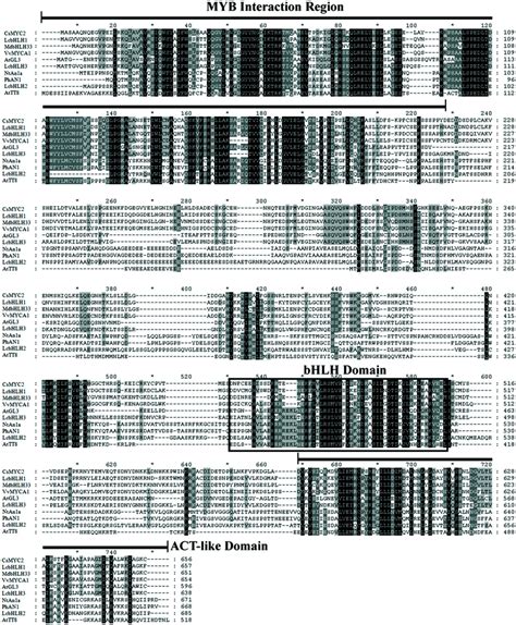 Protein Sequence Alignment Of Three Lcbhlh Proteins And The Known
