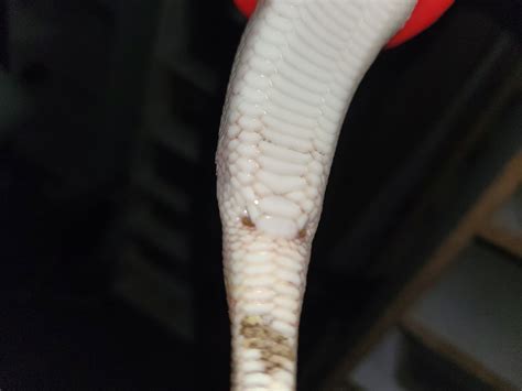 Off Color Scales Ball Pythons Morphmarket Reptile Community