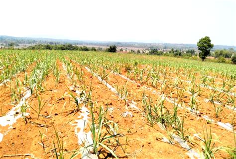 မိုင်းရယ်၌ ကြံအထွက်နှုန်းကောင်းမွန်၍ တောင်သူများ စီးပွားဖြစ် Information And Public Relations