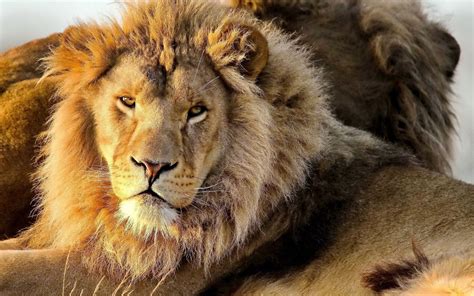 Brown Lion Photography Hd Wallpaper Wallpaper Flare