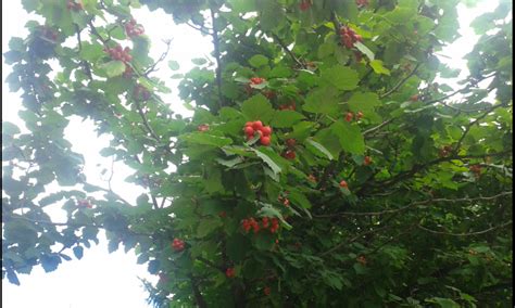 C Why Do I Get This Exception Whe Calling Popasync In Net Maui