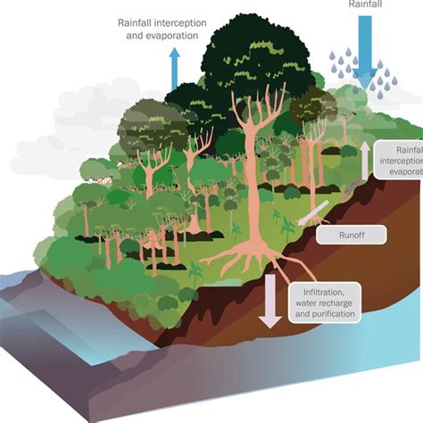 Structure And Composition Of A Tropical Rain Forest B Tropical