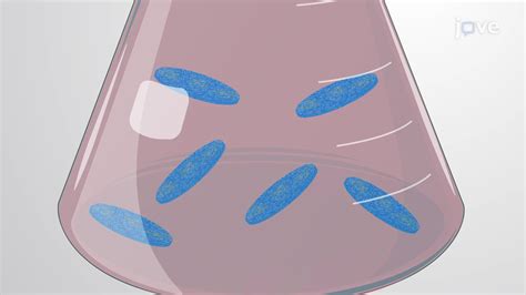Preparation Of Bacterial Nanocellulose Pellicles From Cellulose