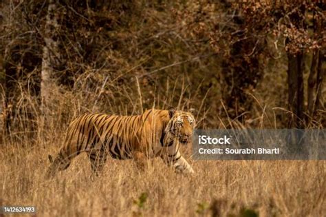 인도 야생 벵골 남성 호랑이 Tala Bandhavgarh 국립 공원 또는 호랑이 보호 구역 Madhya Pradesh 인도