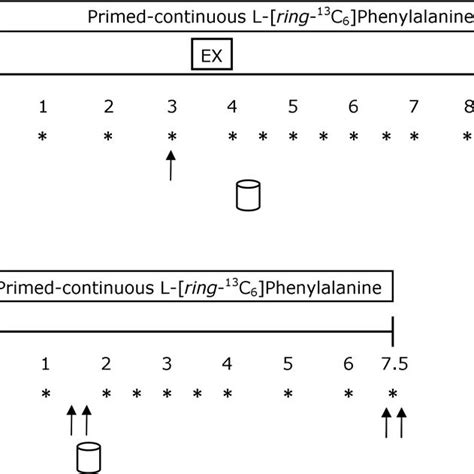 Schematic Diagram Of The Experimental Infusion Protocols Double Arrows