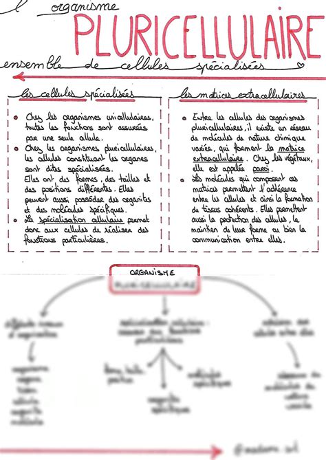 SOLUTION L Organisme Pluricellulaire Un Ensemble De Cellules Studypool