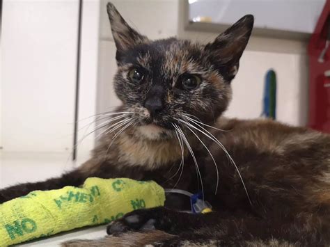 Rspca Appeal After Cat Found With Signs Of Horrific Abuse Surrey Live