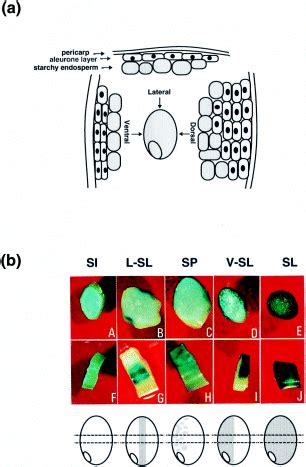 Silencing Of An Aleurone‐specific Gene In Transgenic Rice Is Caused By