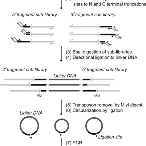 Pdf Extensive Libraries Of Gene Truncation Variants Generated By In