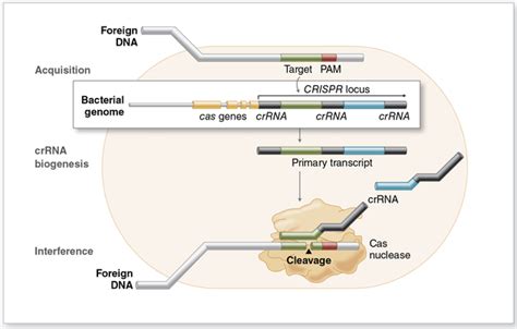 Neb 你，合成生物学技术盘点（二） Crispr Cas 基因编辑 知乎