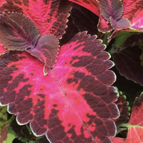 How To Root Coleus Gardenshapers