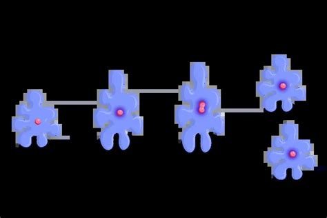 Best Amoeba Reproduction And Irregular Binary Fission Illustration