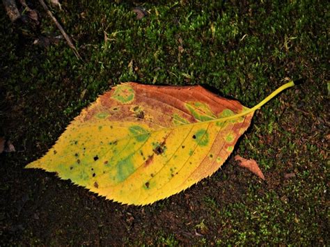 一葉落ちて天下の秋を知る by たま407 ID11323759 写真共有サイト PHOTOHITO