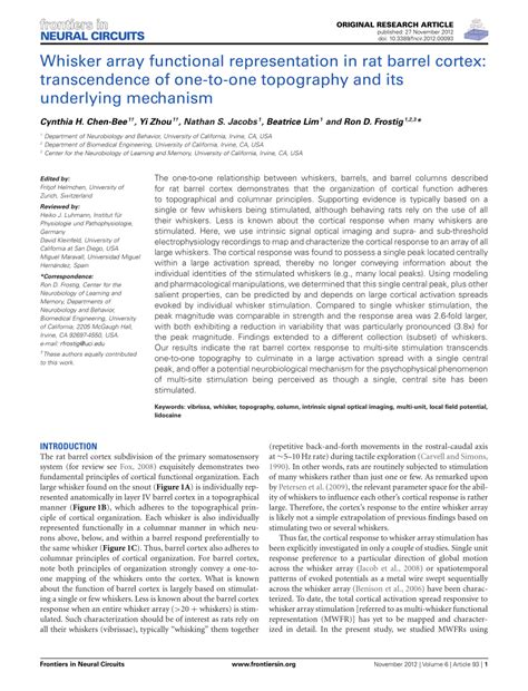 Pdf Whisker Array Functional Representation In Rat Barrel Cortex Transcendence Of One To One