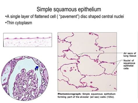 Epithelium Ppt