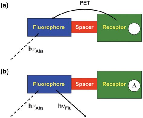 A An Electron Transfer From The Analyte Free Receptor To The Download Scientific Diagram