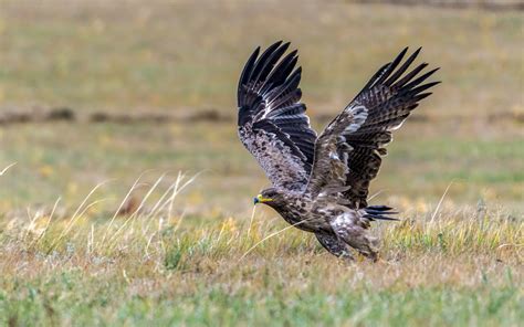 배경 화면 새 독수리 날개 잔디 땅 3840x2160 Uhd 4k 그림 이미지