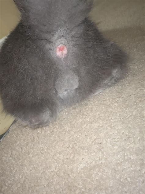Hello My Cat Has Infilation On His Butthole Rcathelp