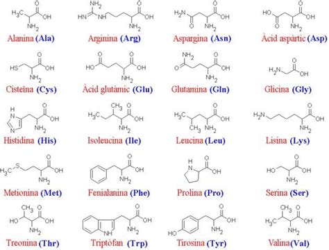 Los 20 aminoácidos de las proteínas y sus funciones