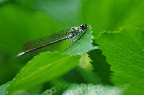 アサヒナカワトンボ無色翅 伊豆個体群 by kooth ID8670126 写真共有サイト PHOTOHITO
