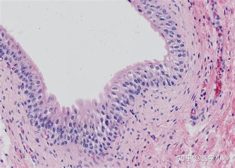 「组胚5分钟」上皮组织 知乎